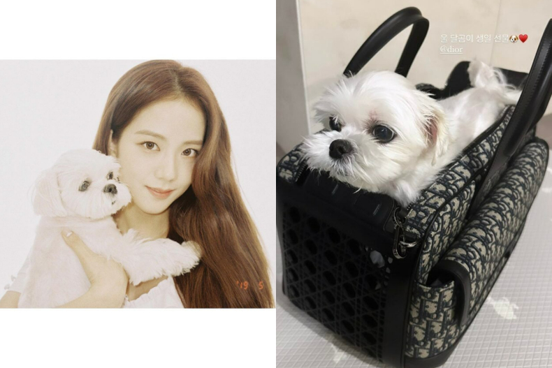 BLACKPINK毛孩大盤點！Rosé領養狗狗、Jisoo愛犬收DIOR，「她」是養貓大戶|女人我最大